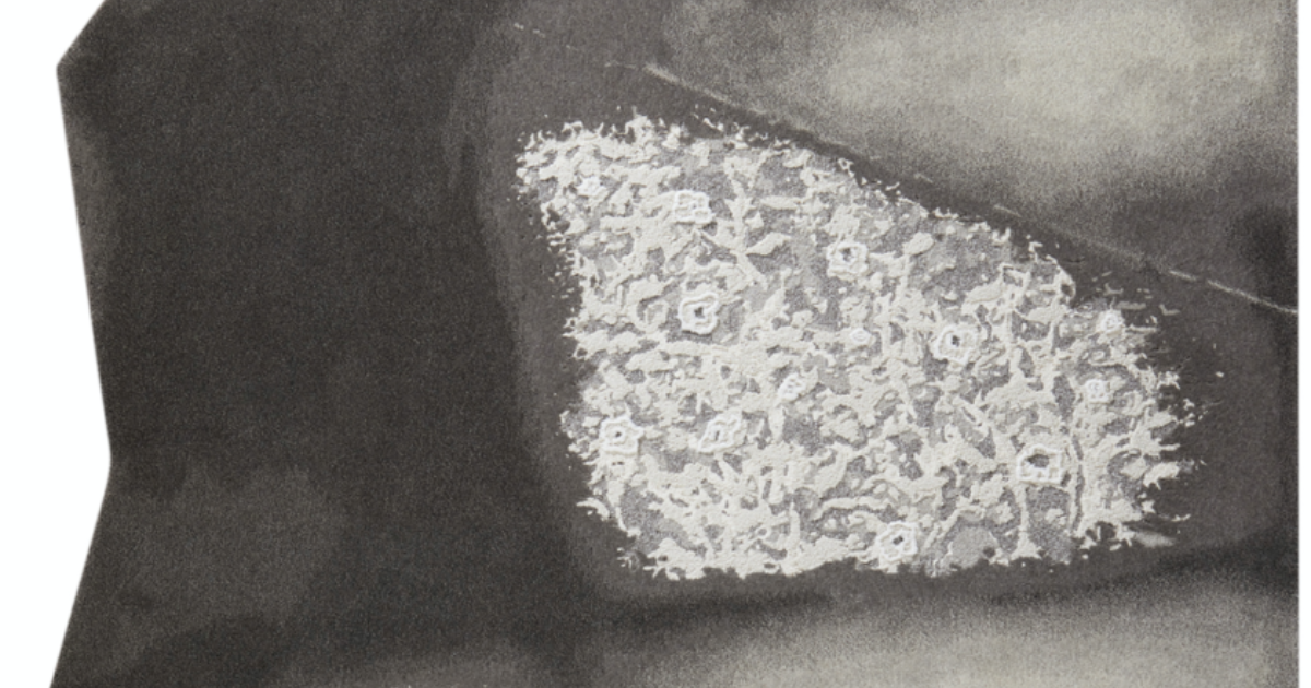 Edward Fields | Fragonia I